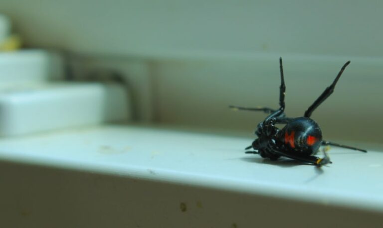 Spider Control in Mandeville | Local Spider Exterminator